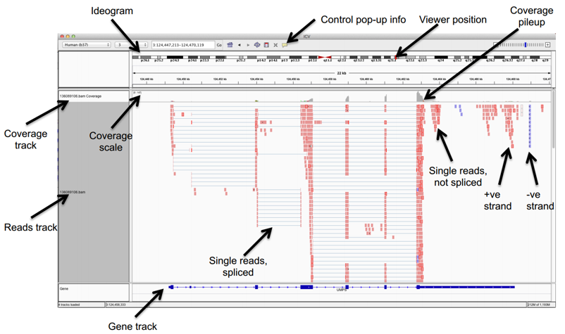 Genome Alignment Pipeline | DNA-seq_Genome_Alignment
